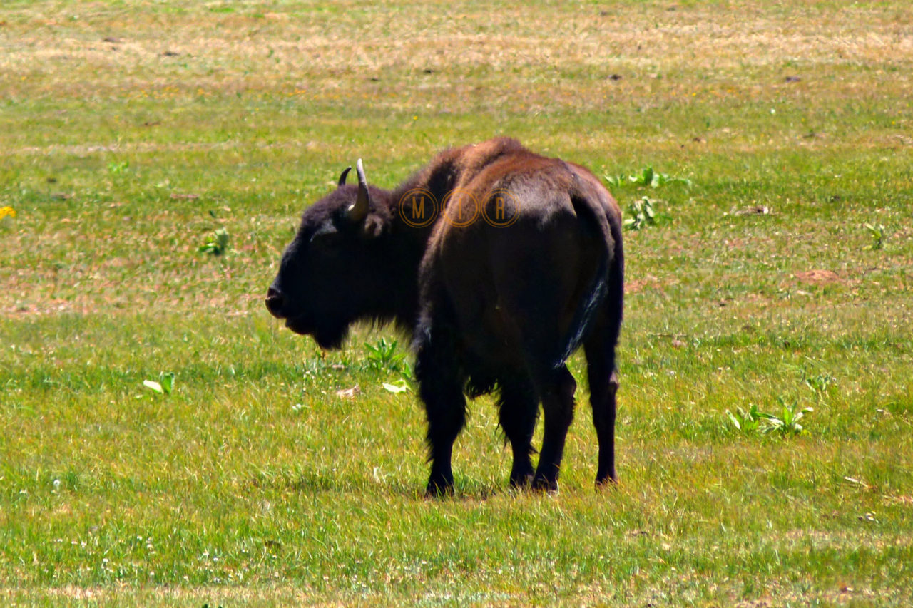 ¿QUÉ ES UN BEEFALO? · TRAS LAS HUELLAS DE MIR